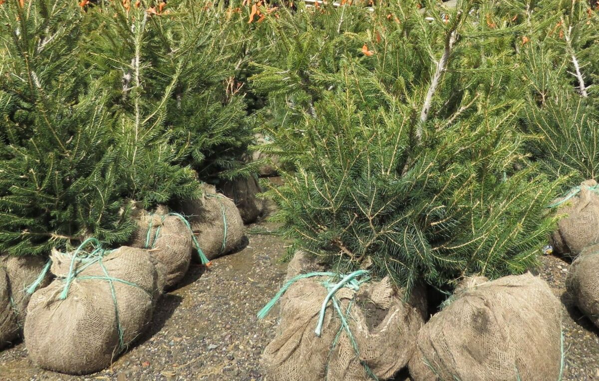 Large Stock Tree Program - Upper Thames River Conservation Authority