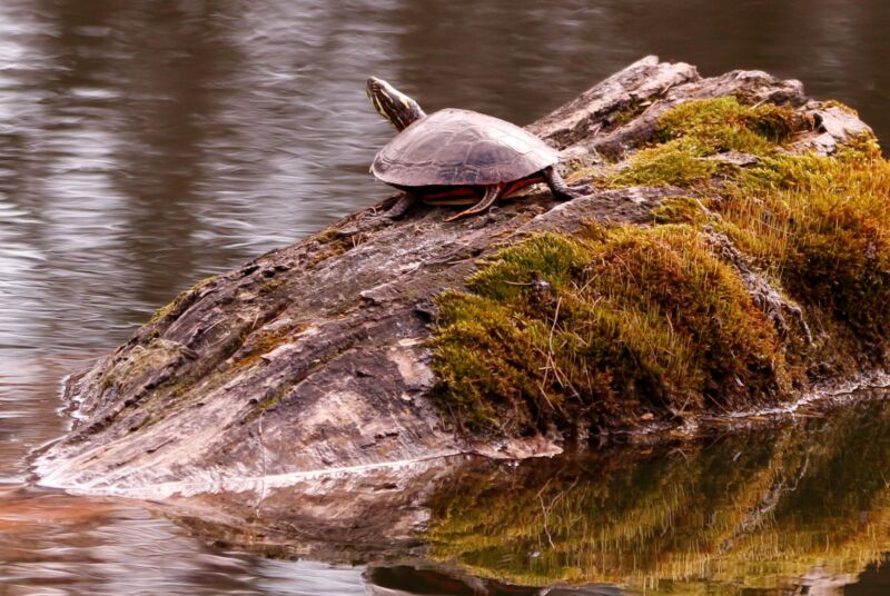 Turtle Basking Logs, Platforms, and Rocks - Upper Thames River ...