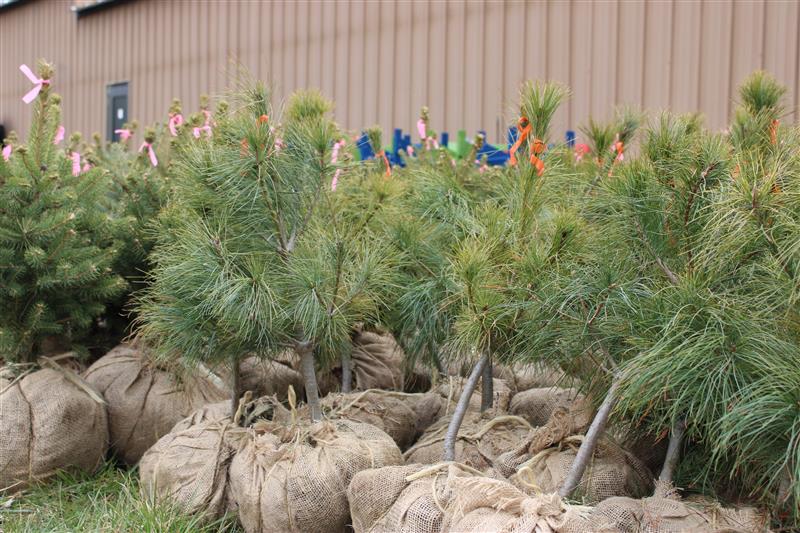 UTRCA Online Tree Store Now Open! - Upper Thames River Conservation ...