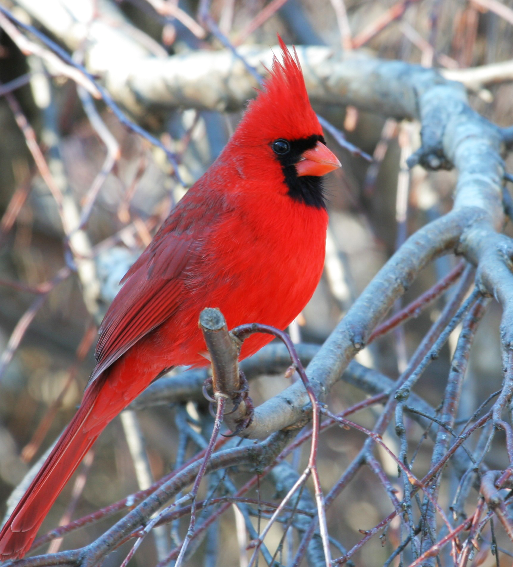 Meet the Northern Cardinal - Upper Thames River Conservation Authority