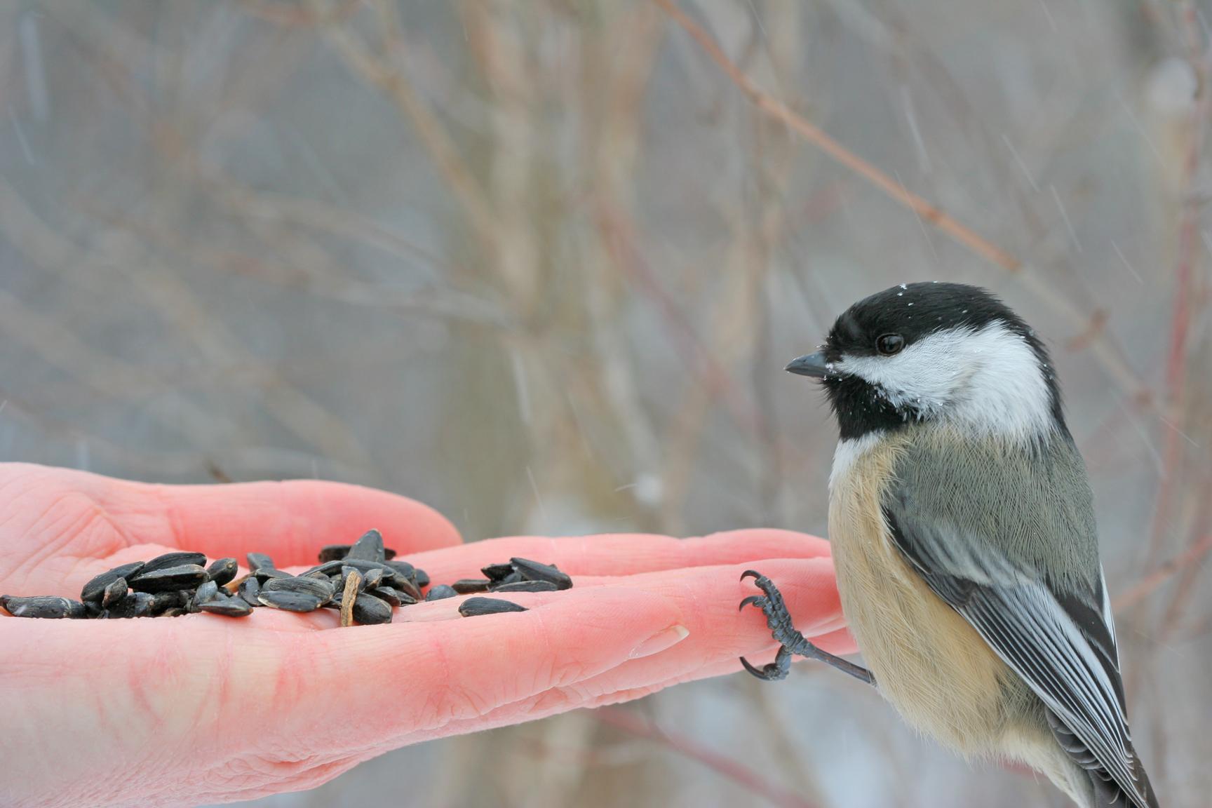 A Familiar Winter Bird: Black-capped Chickadee - Upper Thames River ...