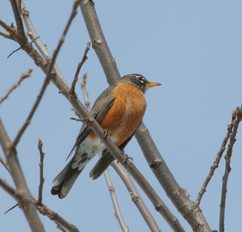 Robins – the Harbingers of Spring - Upper Thames River Conservation ...