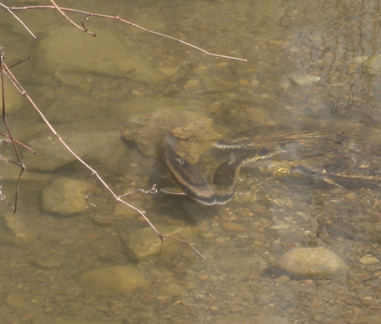 Spawning White Suckers in Medway Creek: A Springtime Spectacle - Upper ...
