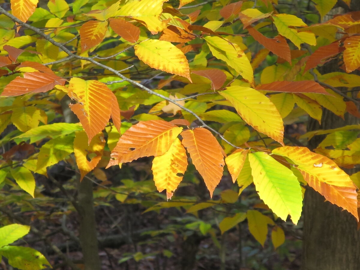 The Hows and Whys of Fall Leaf Colour Change - Upper Thames River ...