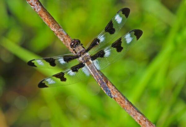 The Incredible Dragonfly - Upper Thames River Conservation Authority