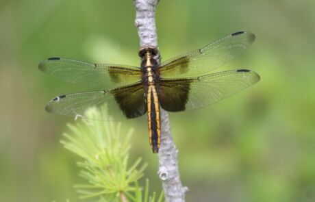 The Incredible Dragonfly - Upper Thames River Conservation Authority