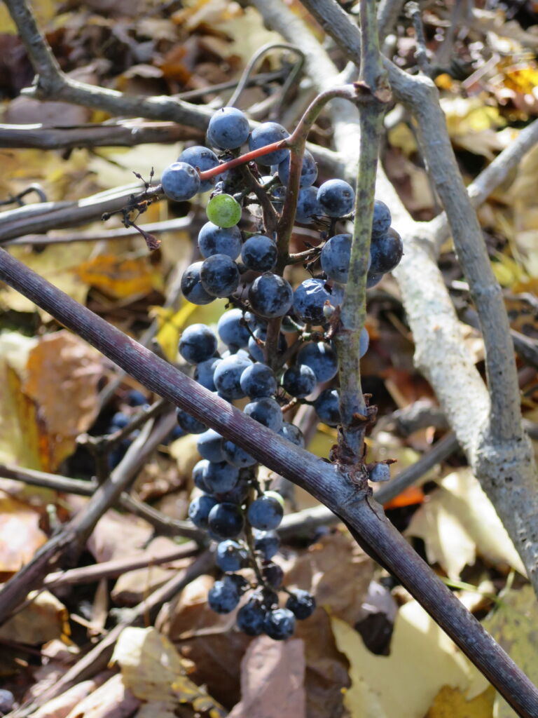 Wild Grapes - Upper Thames River Conservation Authority