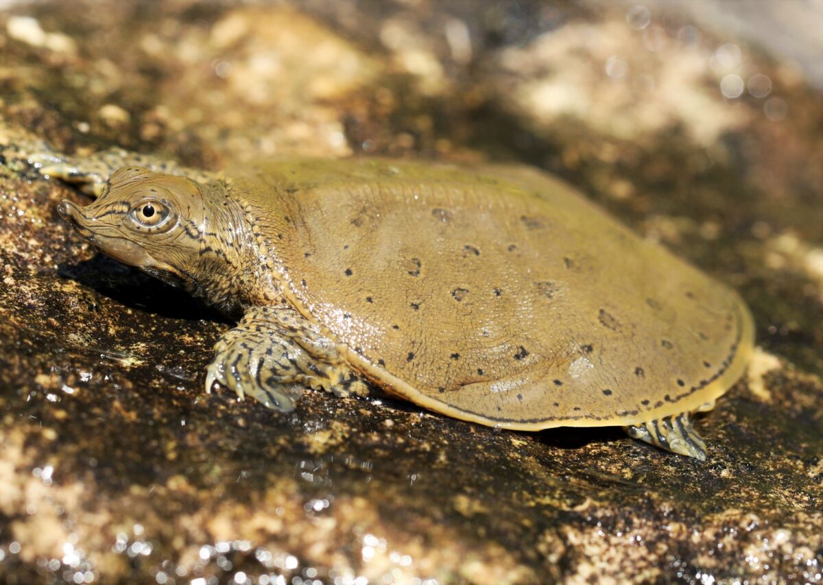 Turtle Hatching Season Winding Down During the 30th Year of Reptile ...